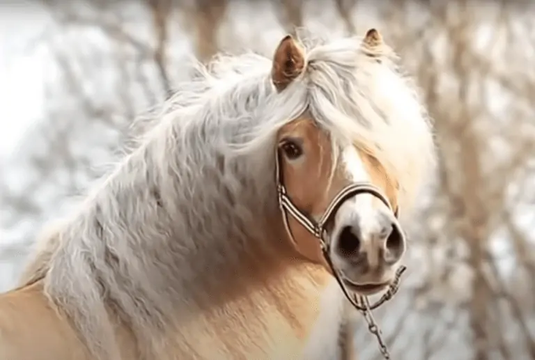 Haflinger Horse Guide: All The Things You Need to Know