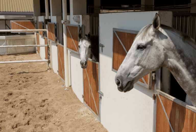 Horse Boarding Guide: A Closeup View of the Four Main Boarding Types