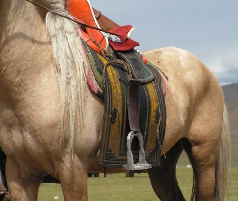 Parts of the Saddle Explained - The Horse and Stable