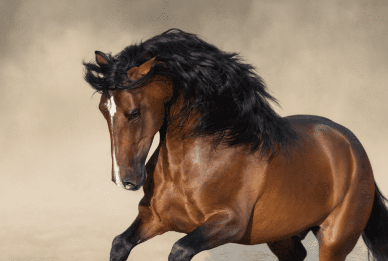 Andalusian Horse Guide - The Horse and Stable