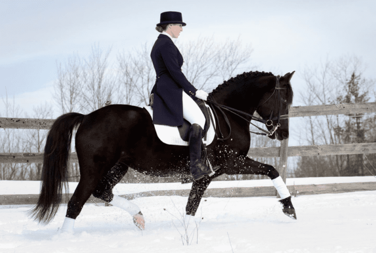 Morgan Horse Guide - The Horse and Stable