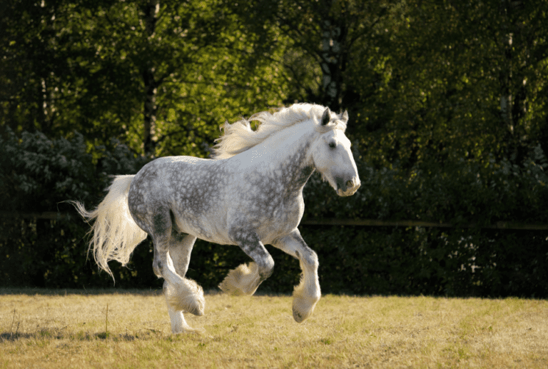 Shire Horse Guide - The Horse and Stable
