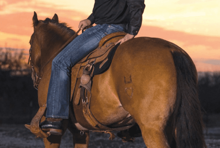 Best Impact Gel Saddle Pads Guide - The Horse and Stable