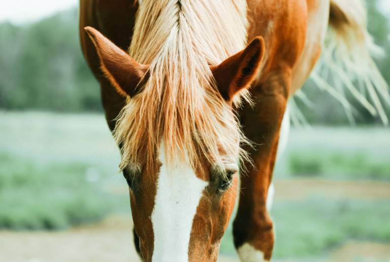 Sorrel Horse Guide - The Horse and Stable