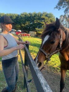Stallion Horse Guide: The Why, What, and How of Stallions and Why I ...