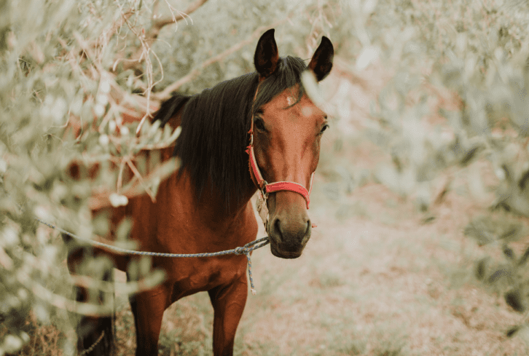 Stallion Horse Guide: The Why, What, and How of Stallions and Why I ...