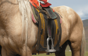 Best Western Stirrups Guide - The Horse and Stable