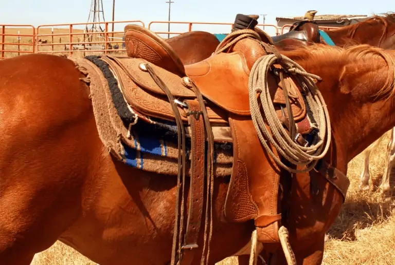 Best Endurance Saddles Brand Guide for Trail and Endurance Riding