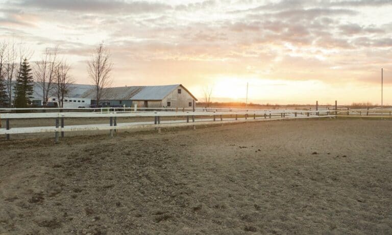 A Guide to Paddock Maintenance - The Horse and Stable