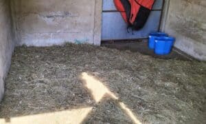 Stall Mucking 101: How to Clean and Maintain Your Horse’s Stall - The ...