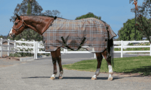 Best Fly Sheets for Horses Guide - The Horse and Stable