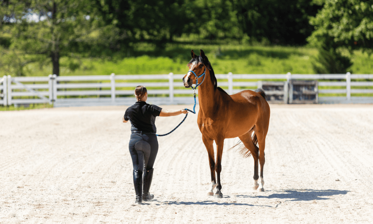 How to Find a Good Horse Trainer: A Guide to Horse Trainers - The Horse ...