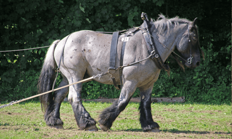 What is a Draft Horse: a Complete Rundown of Nature’s Majestic Beats