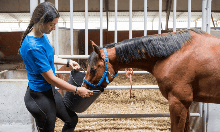 Best Horse Feeds for Older Horses - The Horse and Stable