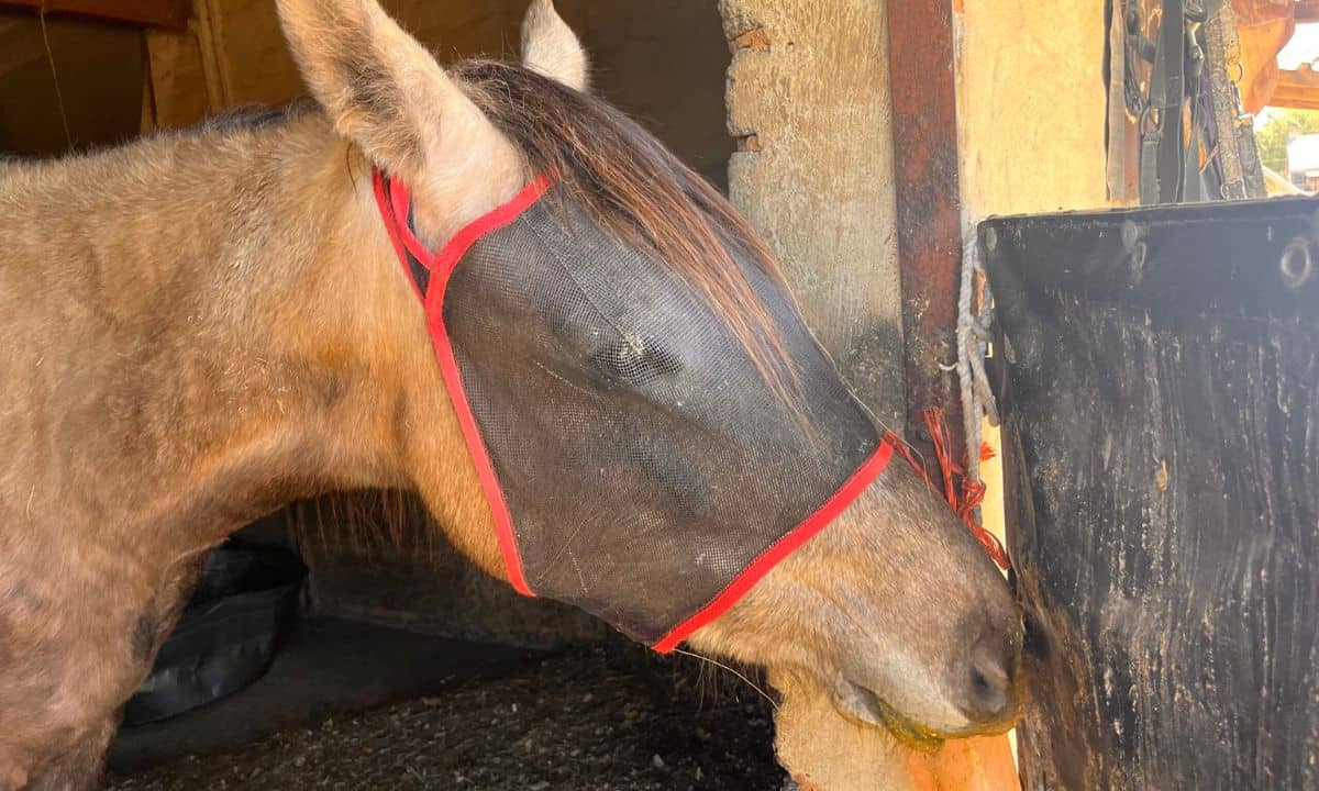 Best Horse Fly Masks Guide - The Horse and Stable